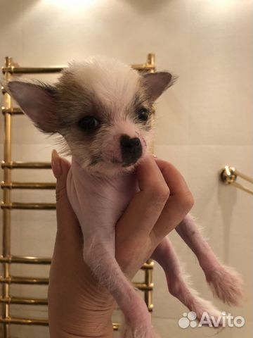 Гламурный малыш