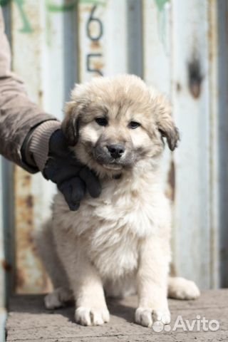 Миха ищет хозяина и дом для охраны