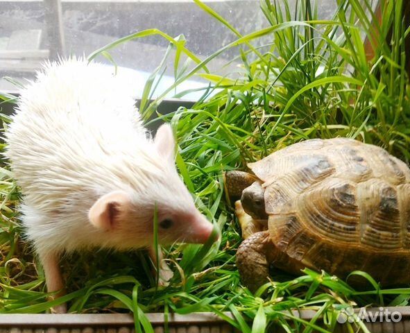 Африканский ёж