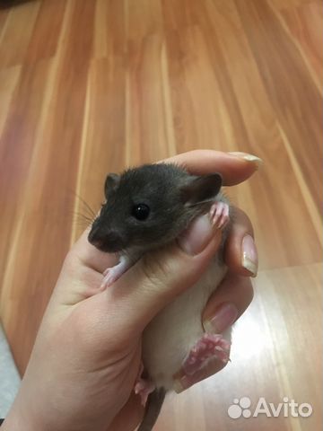 Крыса Дамбо Девочка