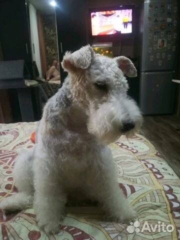 Ищем жениха фокстерьера бесплатно