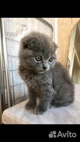 Вислоухий котенок