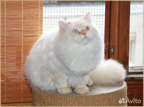 Британский молодой котик в добрые руки