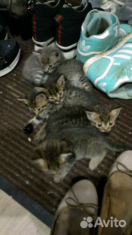 Отдаю котят