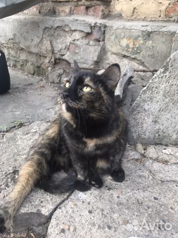 Кошечка в добрые ручки