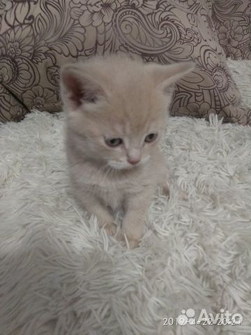 Три кошечки, мама шотландка