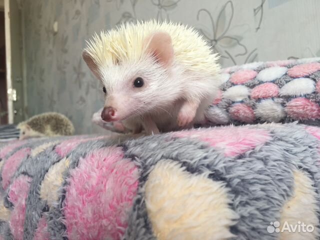 Карликовые Ёжики