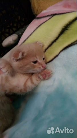 Персиковый вислоухий котик