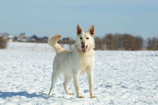 Байкал, метис лайки, 2 года