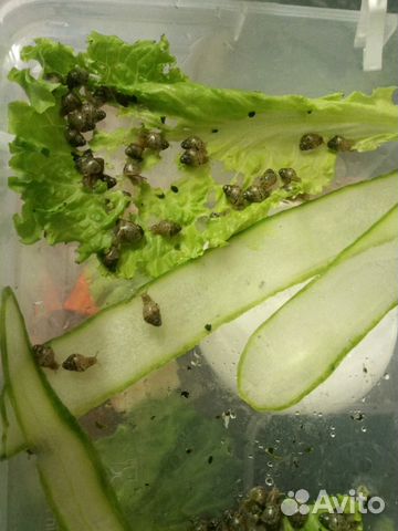 Улитки ахатины