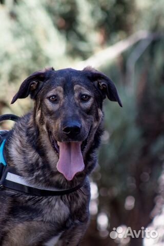 Шрай-добрый великан