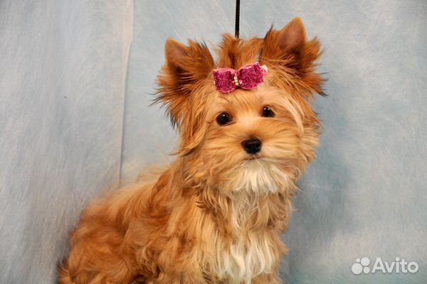 К майским праздникам девочка