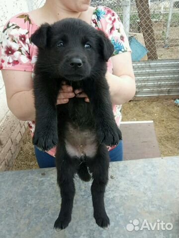 Щенки и разные собаки