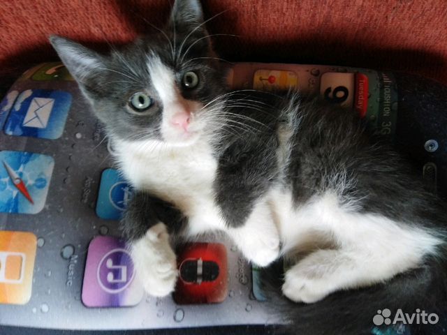 Сержик ищет дом