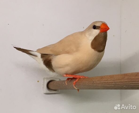 Амадина острохвостая, самец