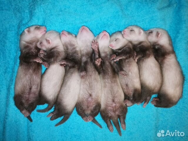 Домашние Хорьки фретки пастель