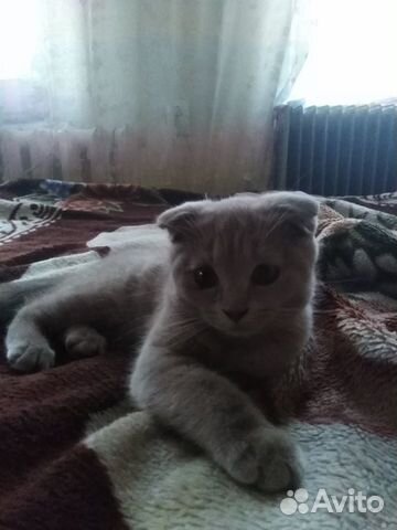 Британская девочка