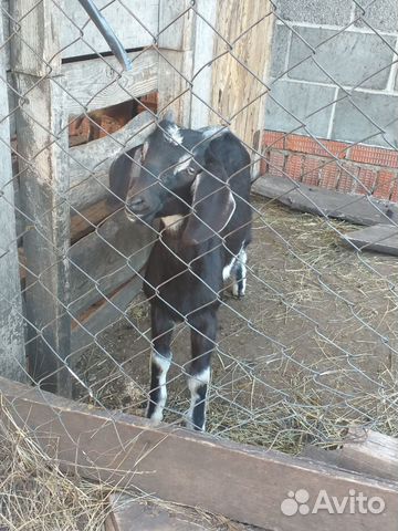 Продается козлик нубийской породы