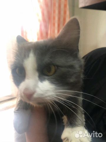 Котик в дар