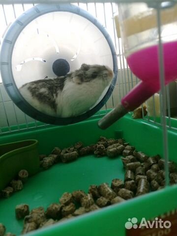 Хомячек с клеткой