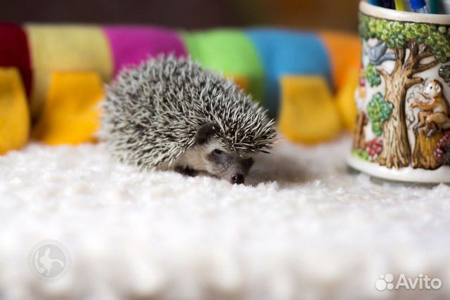 Ручной ежонок. Видео