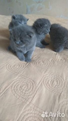 Кошки