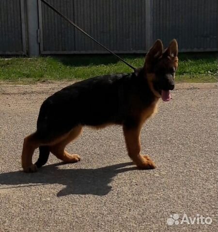 Щенки немецкой овчарки