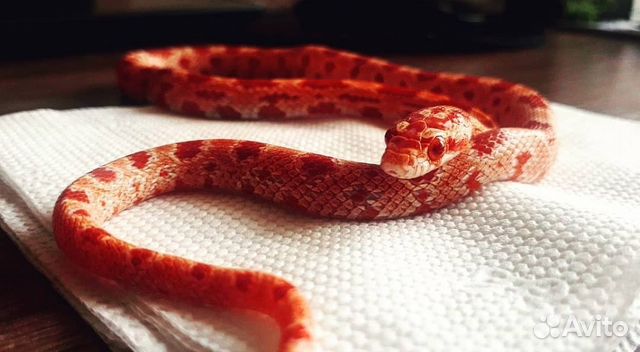 Маисовый полоз (Amel het Anery) с комплектом