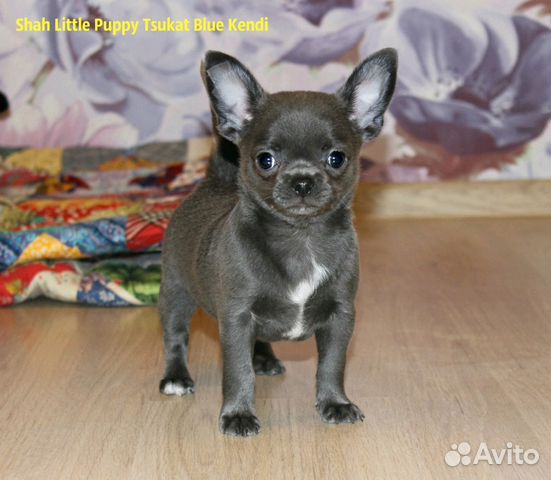 Эксклюзивные малыши чихуахуа