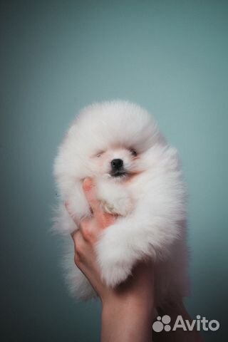 Белые помераночки