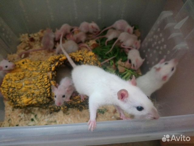 Продаю крыс
