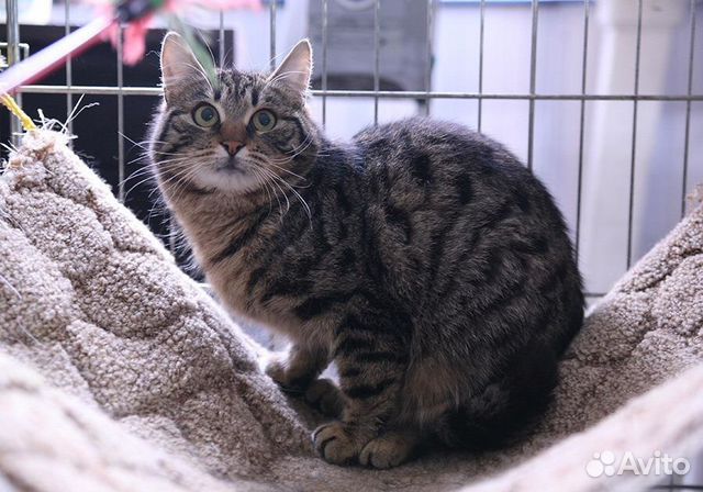 Молодой котик ищет дом