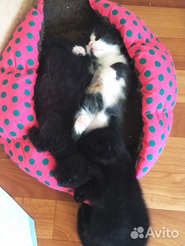 Отдам котят в хорошие руки