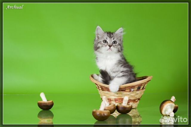 Сибирские котята
