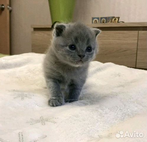 Котята шотландцы