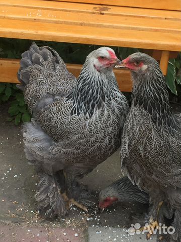 Чистопородная Брама семьи