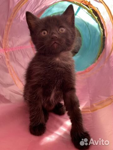 Черный уголь белый дым