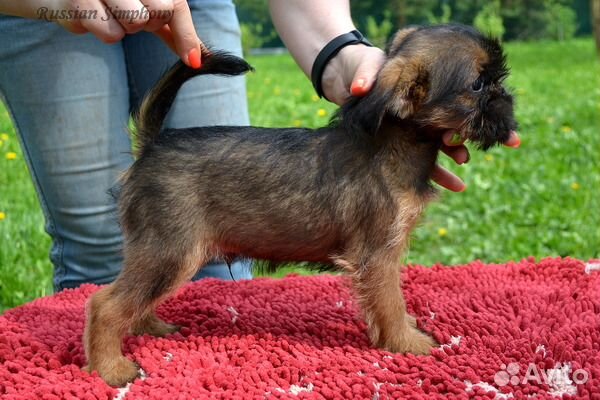 Мальчик брюссельского гриффона