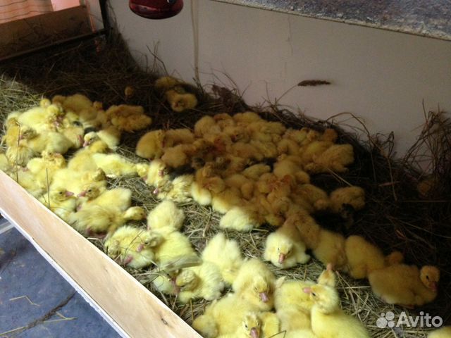 Молодняк гусят и инкубационное яйцо