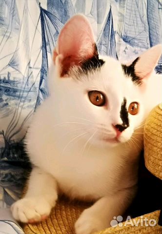 Котята в ритме чёрно-белой графики