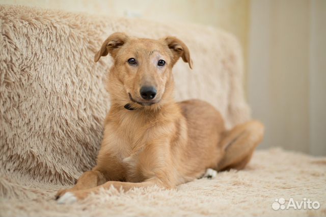 Рыжий щенок Тиша - добрый, хороший охранник