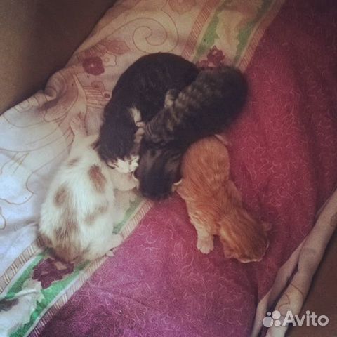 Котята - 2 сыночка и лапочка дочка
