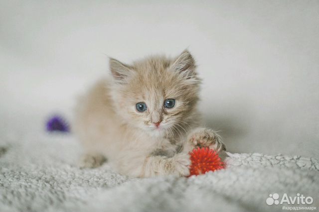 Котята в ассортименте