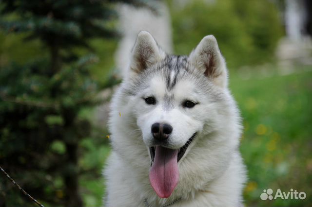 Сибирский хаски, щенок (девочка)