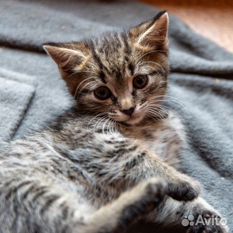 Котик Изюм ищет дом