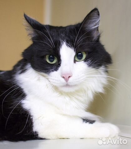 Кошка Веста в добрые руки