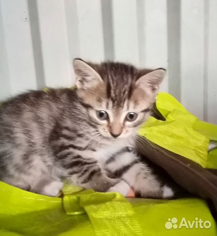 Котенок Рыся