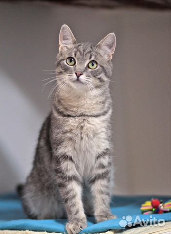 Котик Феденька ищет дом