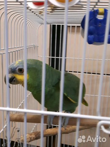 Венисуэлский амазон