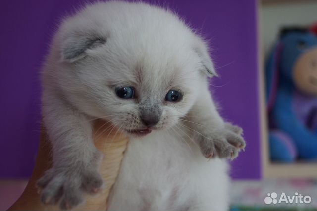 Шотландские плюшки